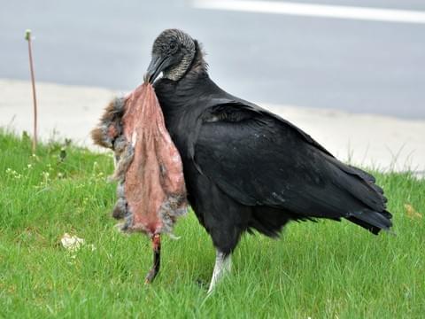 Mexican Vultures - Ajijic/Chapala/Guadalajara - Chapala.com Webboard