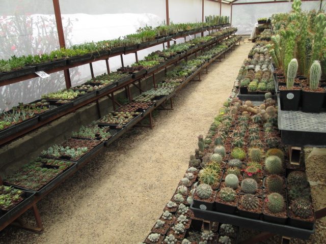 Where to find miniature crown of thorn plants - Ajijic/Chapala ...